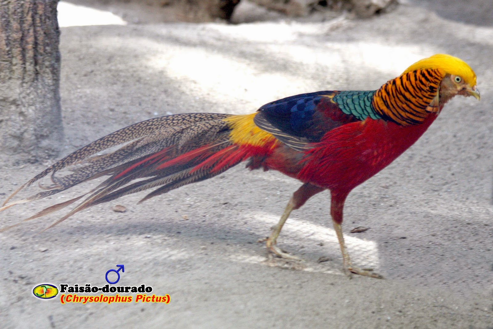 Zoologia: Faisão-dourado (Chrysolophus pictus)